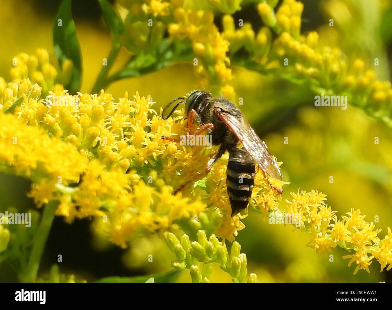 Cellophane-cuckoo Bees (Epeolus Stock Photo - Alamy