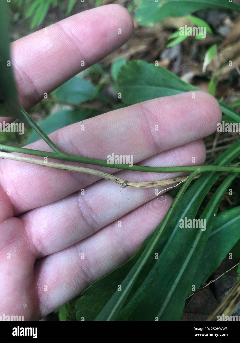 slender goldenrod (Solidago erecta Stock Photo - Alamy