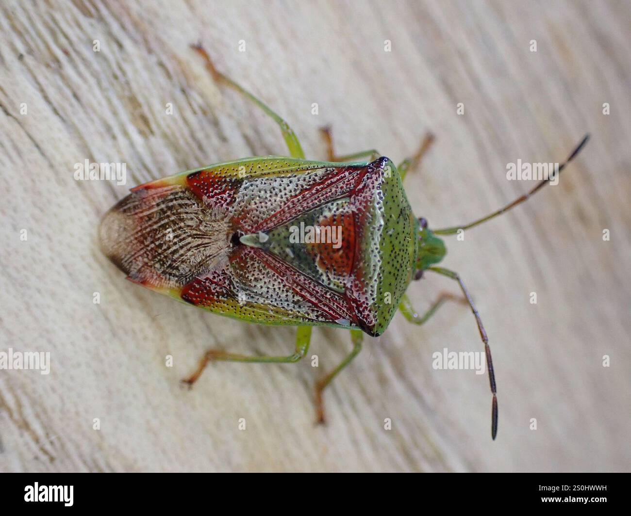 Birch Shield Bug (Elasmostethus interstinctus Stock Photo - Alamy