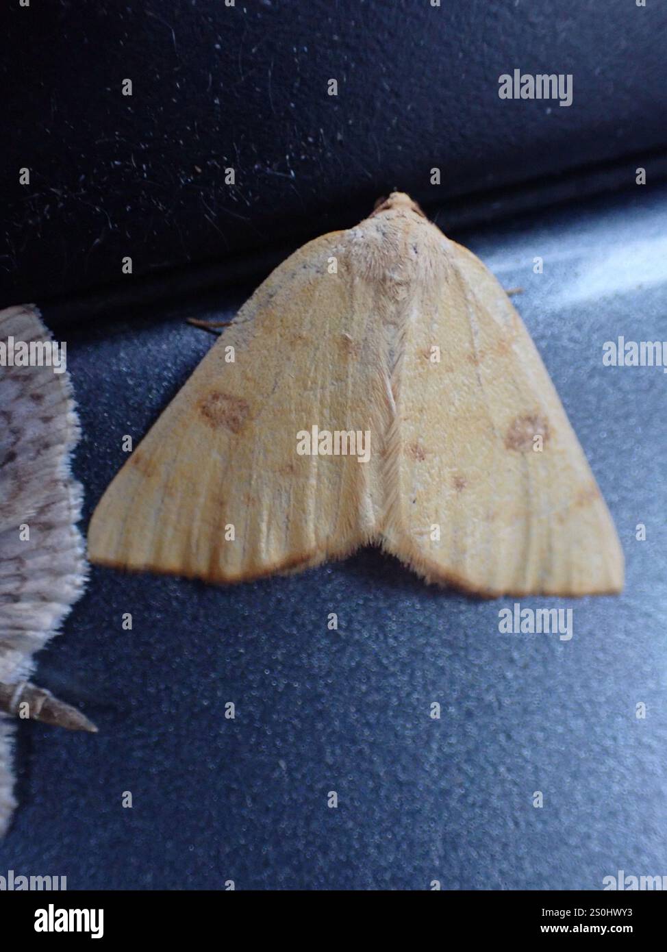 Sulphur Moth (Hesperumia sulphuraria Stock Photo - Alamy