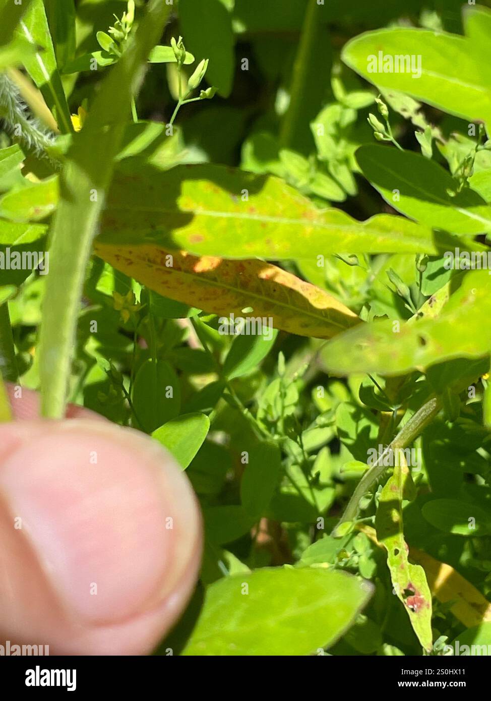 Angle-stem Primrose-willow (Ludwigia leptocarpa Stock Photo - Alamy