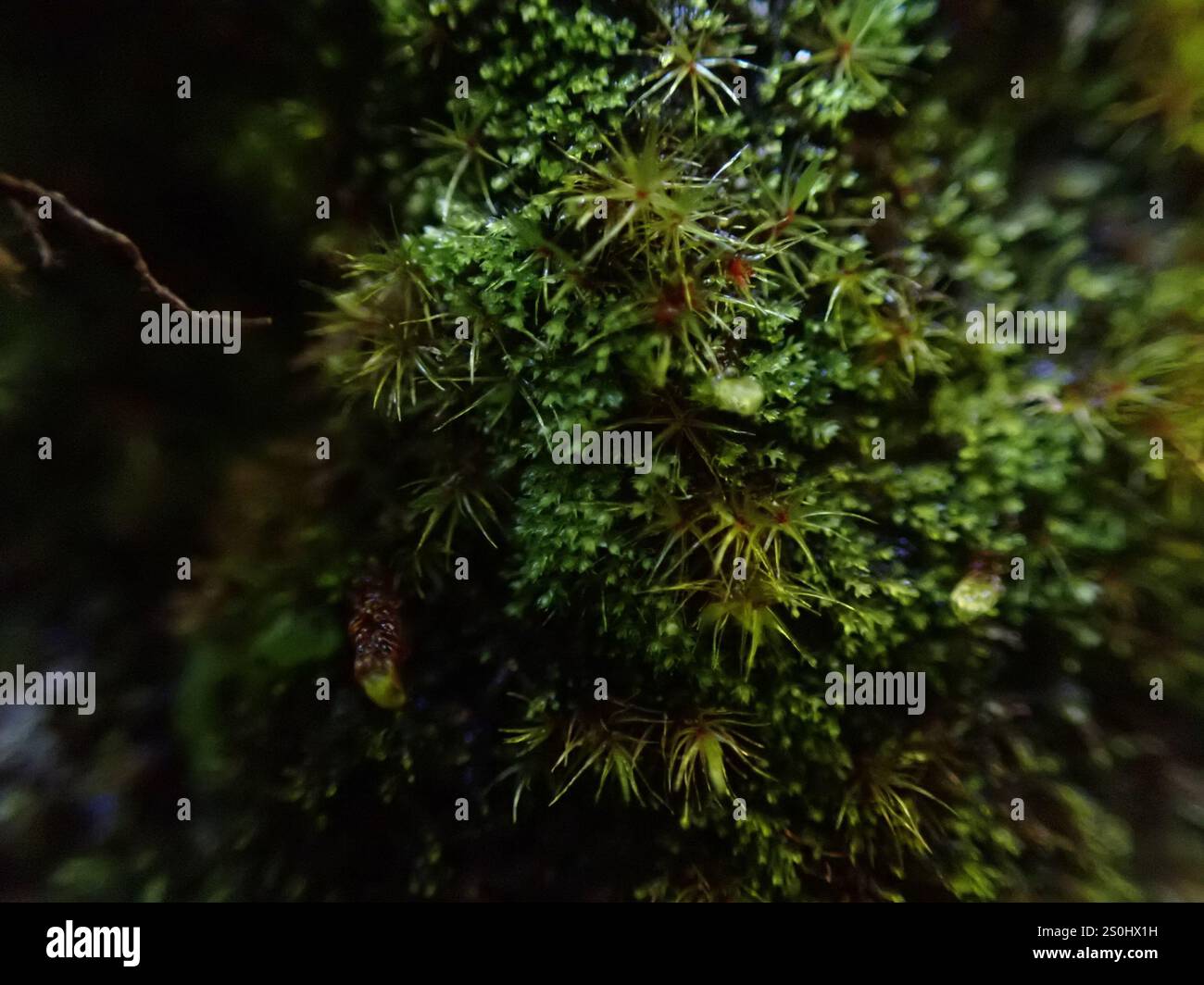 Sharp-leaved Blindia (Blindia acuta Stock Photo - Alamy