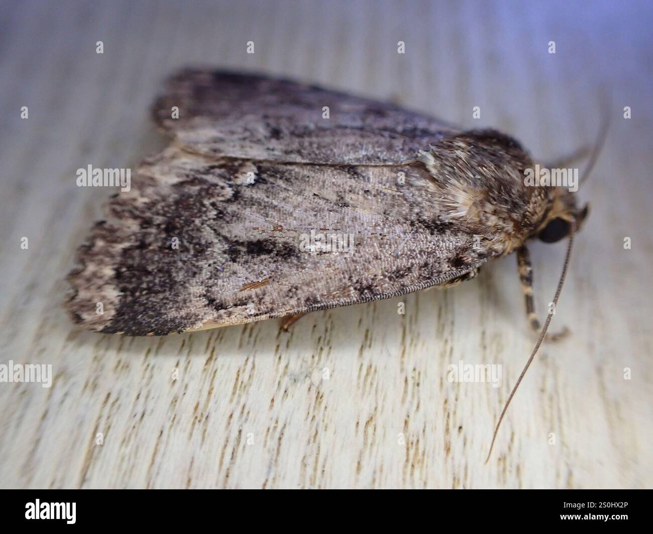 Eurasian Copper Underwing Complex (Amphipyra pyramidea Stock Photo - Alamy