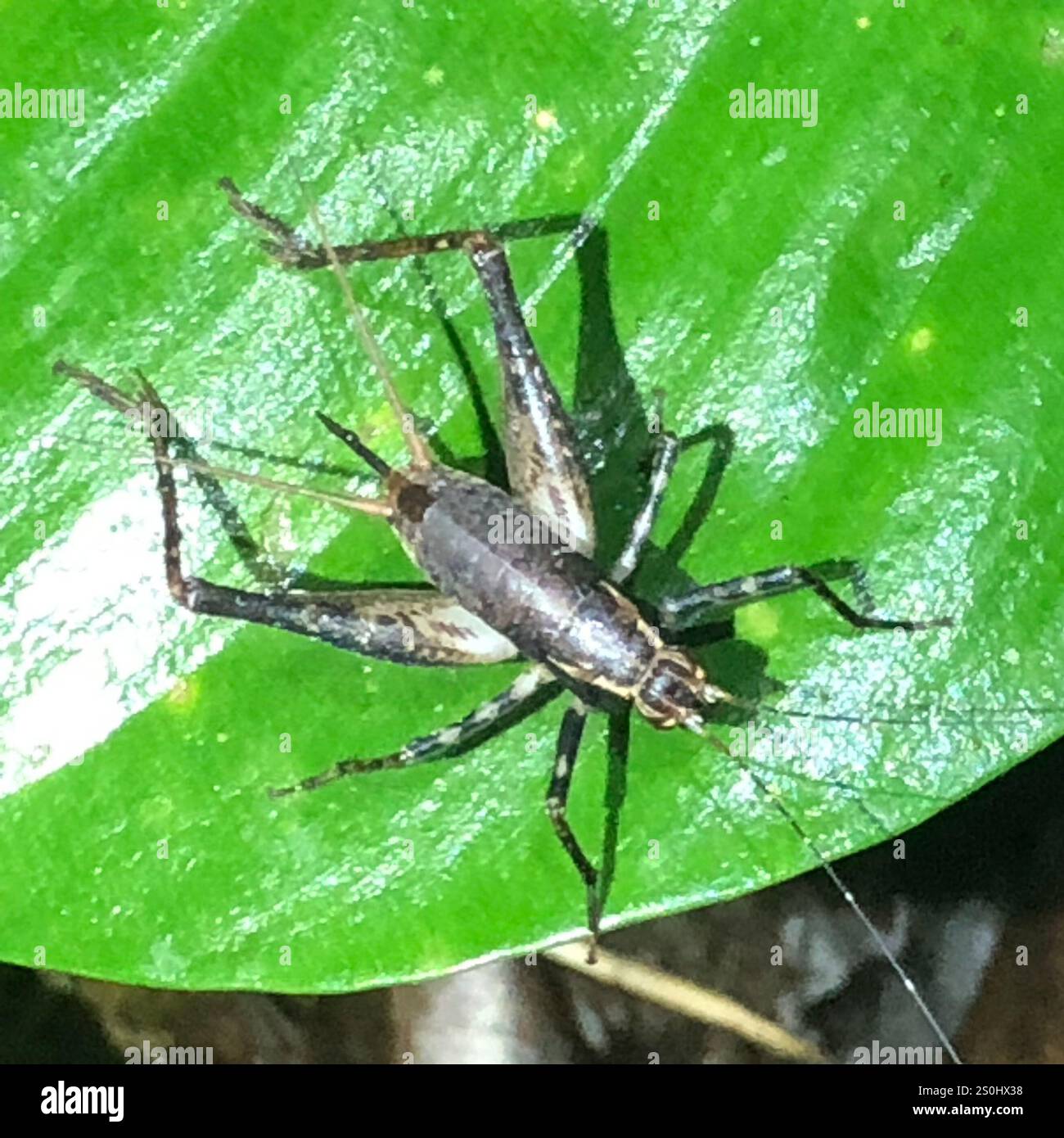 Spider Crickets and Allies (Phalangopsidae Stock Photo - Alamy