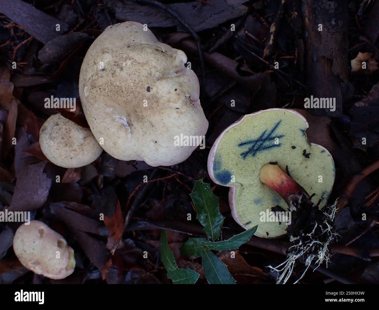 Bitter Boletes (Caloboletus Stock Photo - Alamy