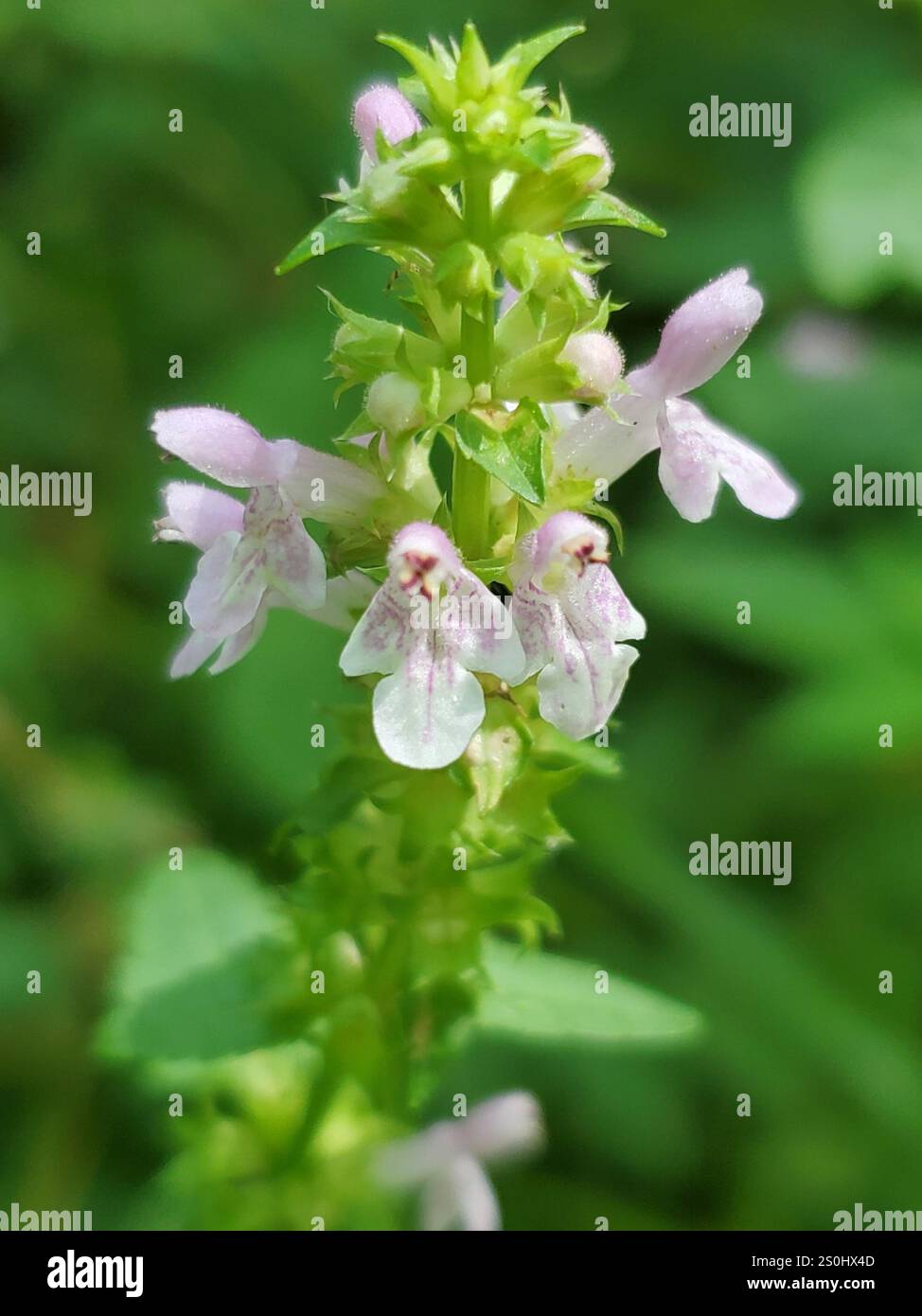 smooth hedgenettle (Stachys tenuifolia Stock Photo - Alamy