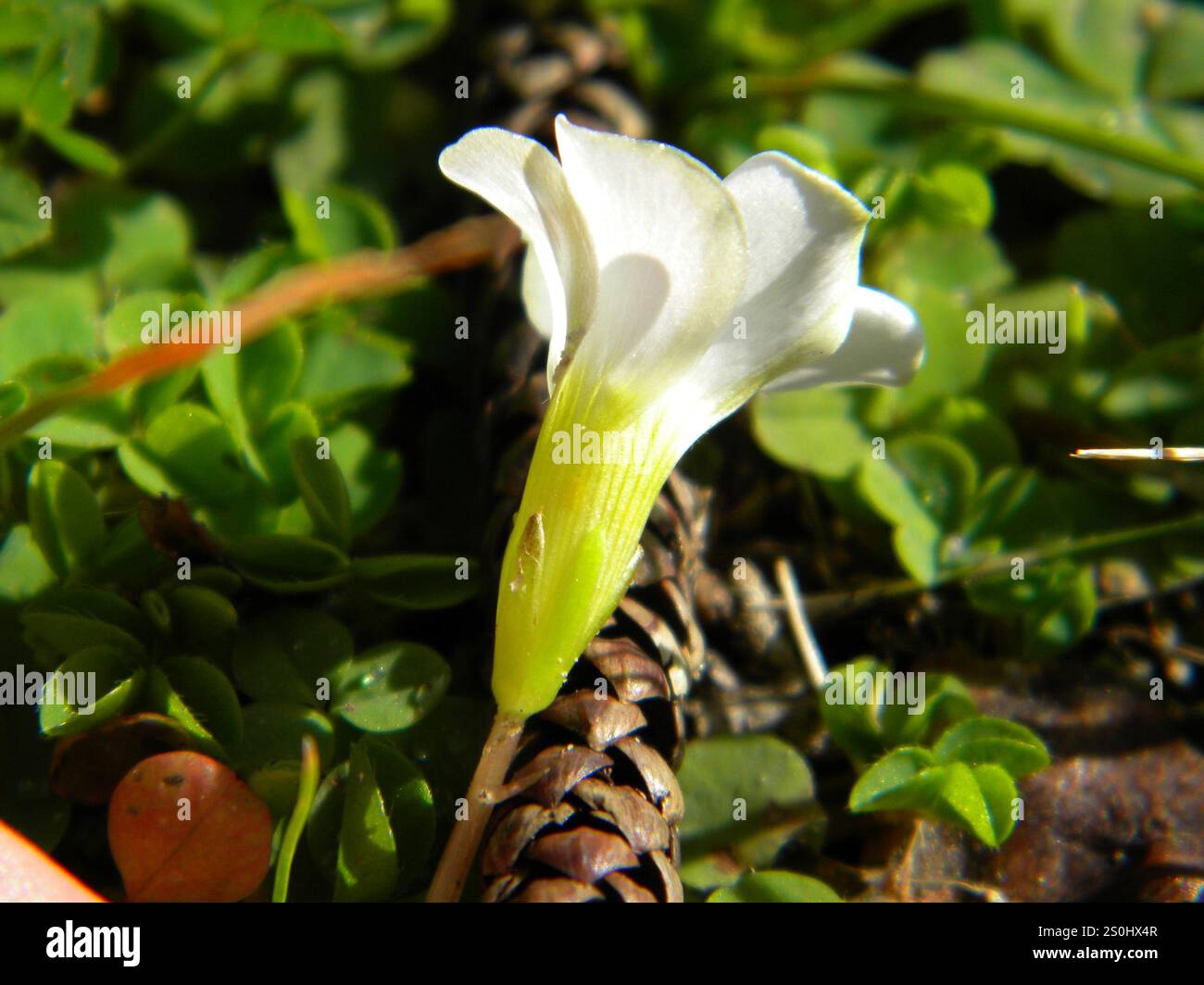Mini Sorrel (Oxalis minuta Stock Photo - Alamy