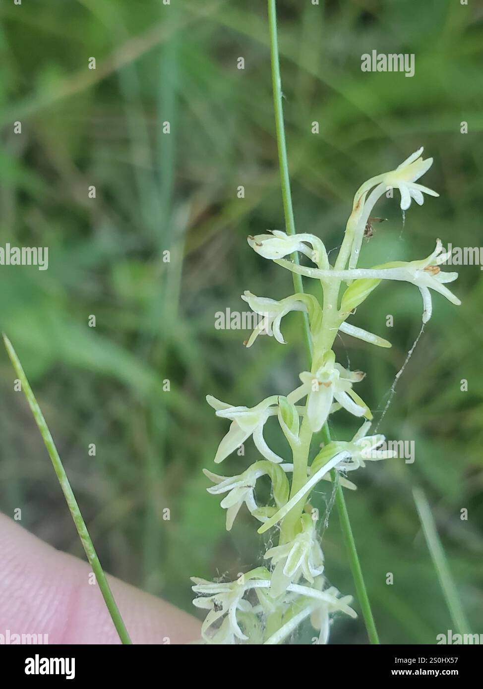 Flat Spurred Piperia (Platanthera transversa Stock Photo - Alamy