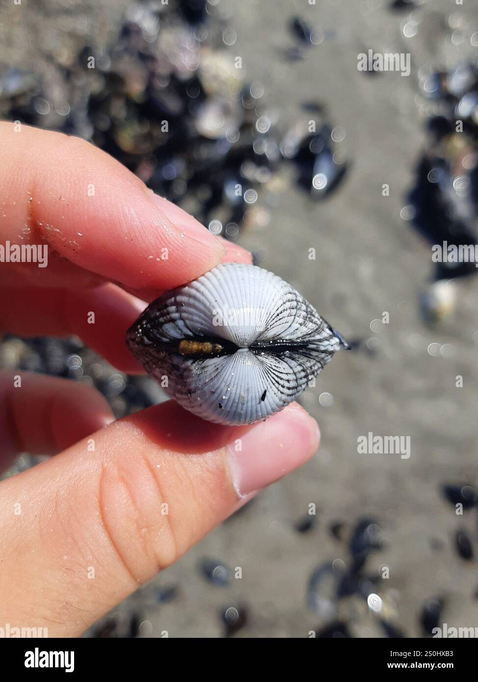 Common Cockle (Cerastoderma edule Stock Photo - Alamy