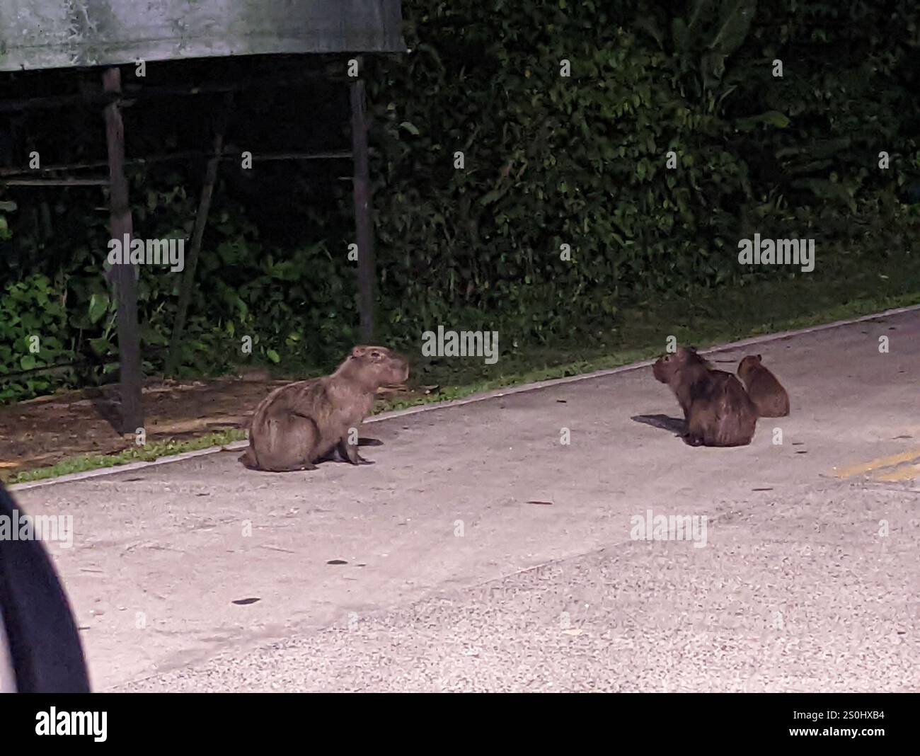 Lesser Capybara (Hydrochoerus isthmius Stock Photo - Alamy