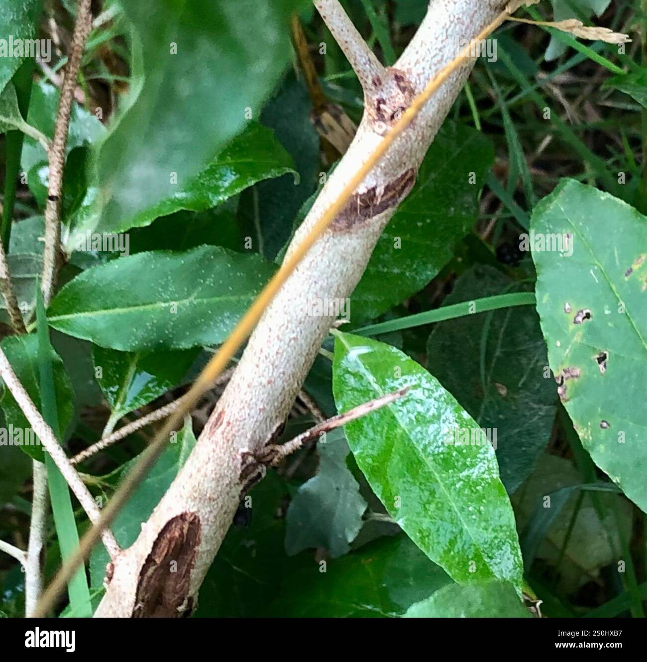 autumn olive (Elaeagnus umbellata Stock Photo - Alamy