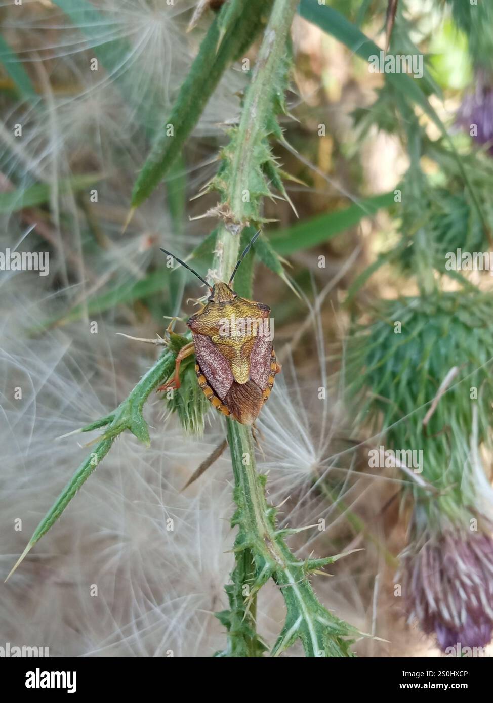 Black-shouldered Shieldbug (Carpocoris purpureipennis Stock Photo - Alamy