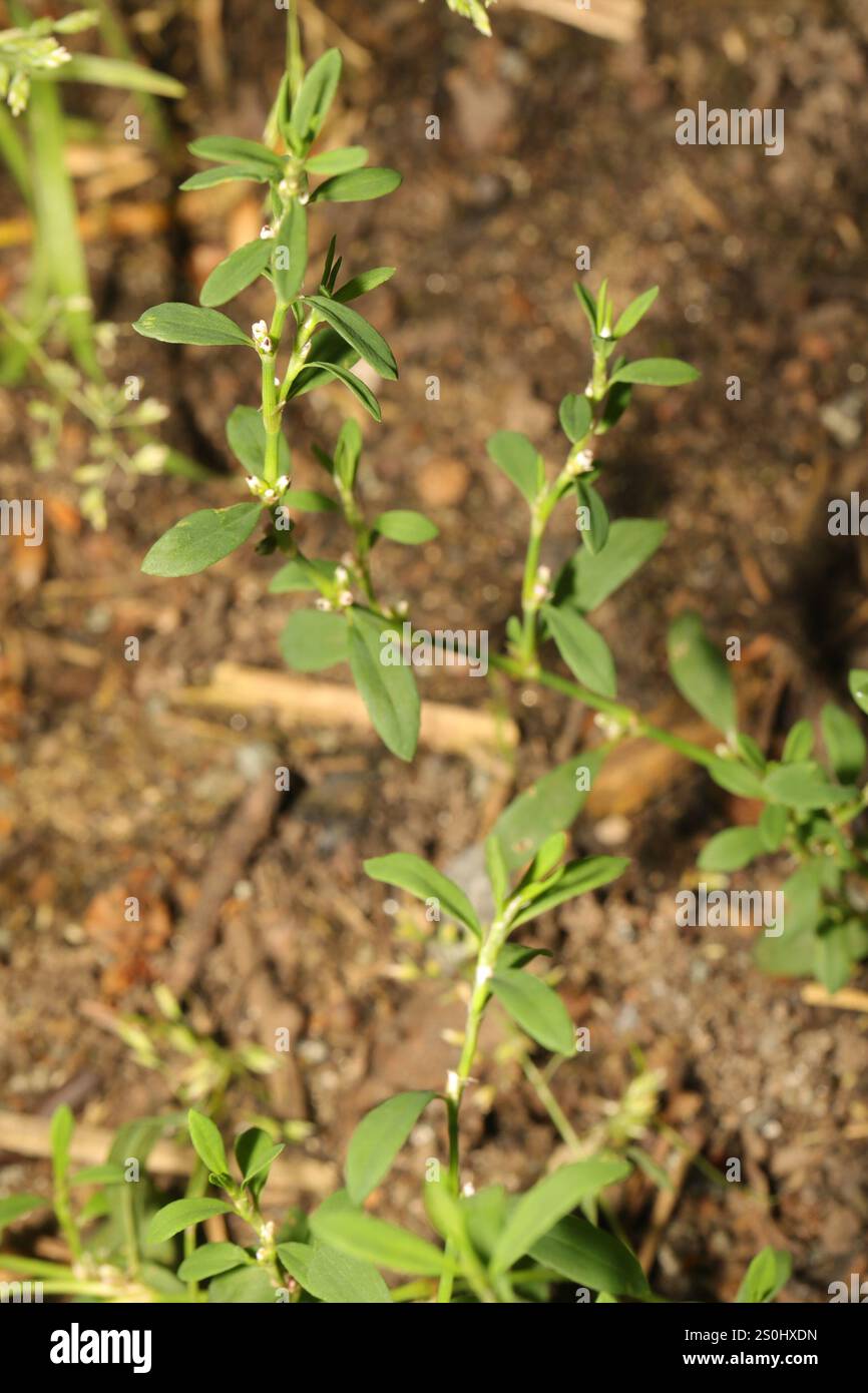 Prostrate Knotweed (Polygonum aviculare Stock Photo - Alamy