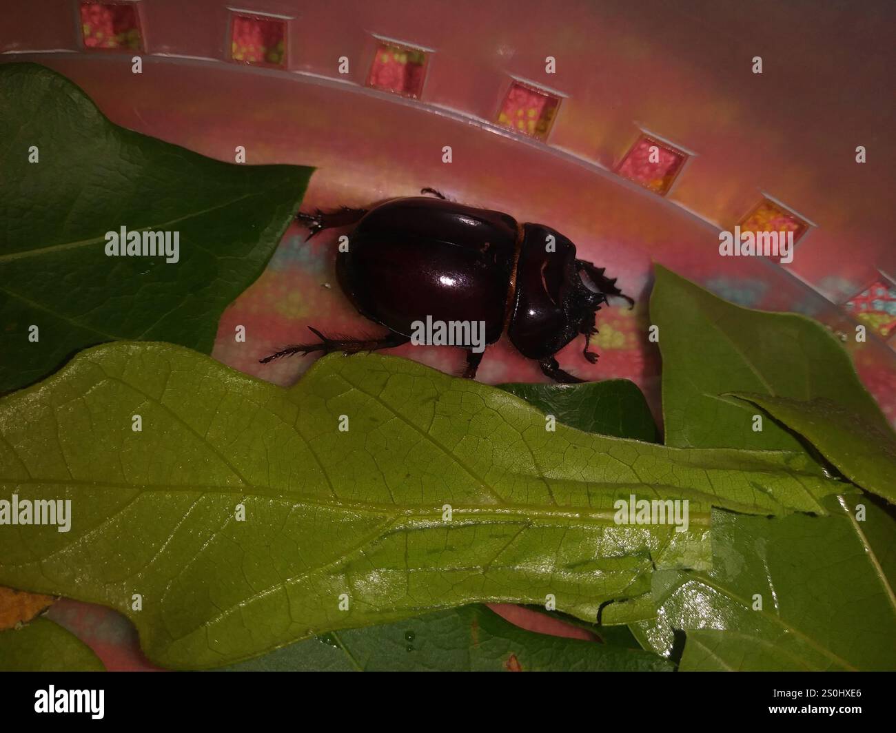 Ox Beetles (Strategus Stock Photo - Alamy