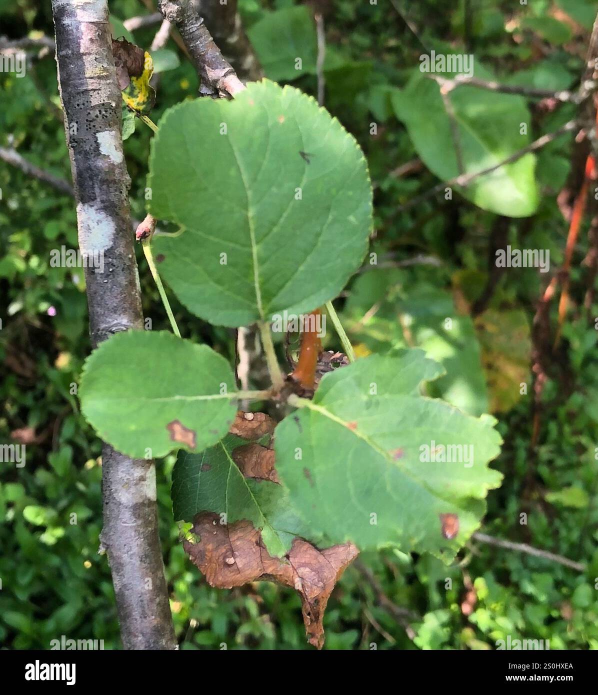 European Wild Apple (Malus sylvestris Stock Photo - Alamy