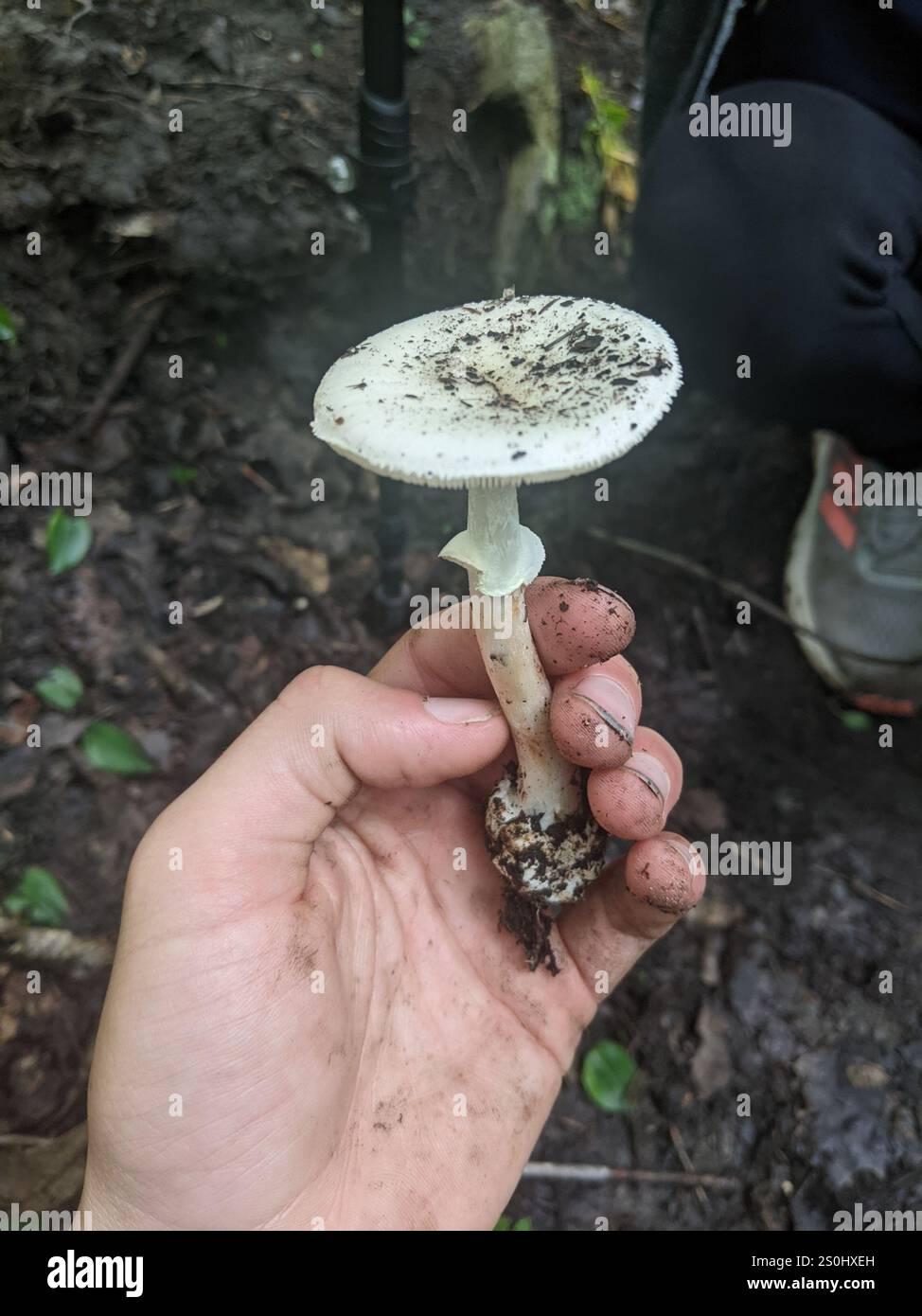 Eastern North American Destroying Angel (Amanita bisporigera Stock ...