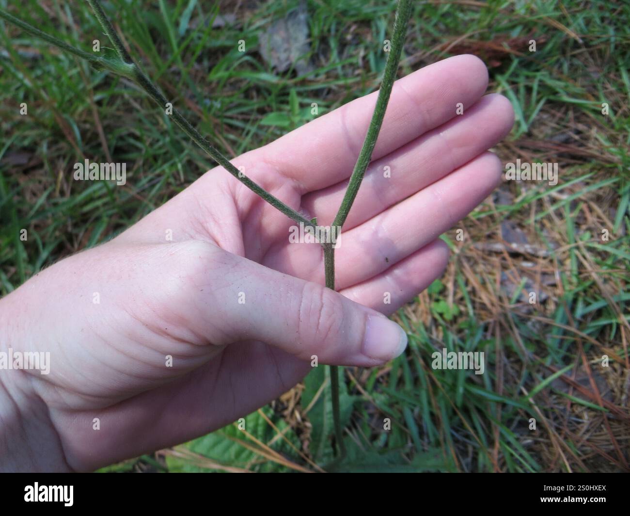 Smooth Elephant's Foot (Elephantopus nudatus Stock Photo - Alamy
