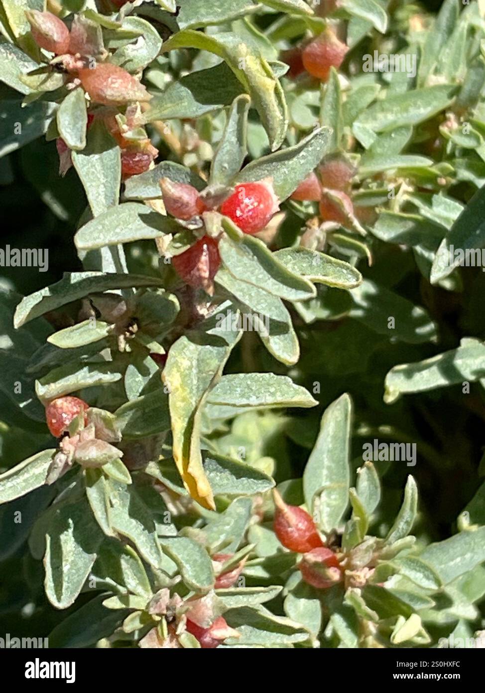 berry saltbush (Atriplex semibaccata Stock Photo - Alamy