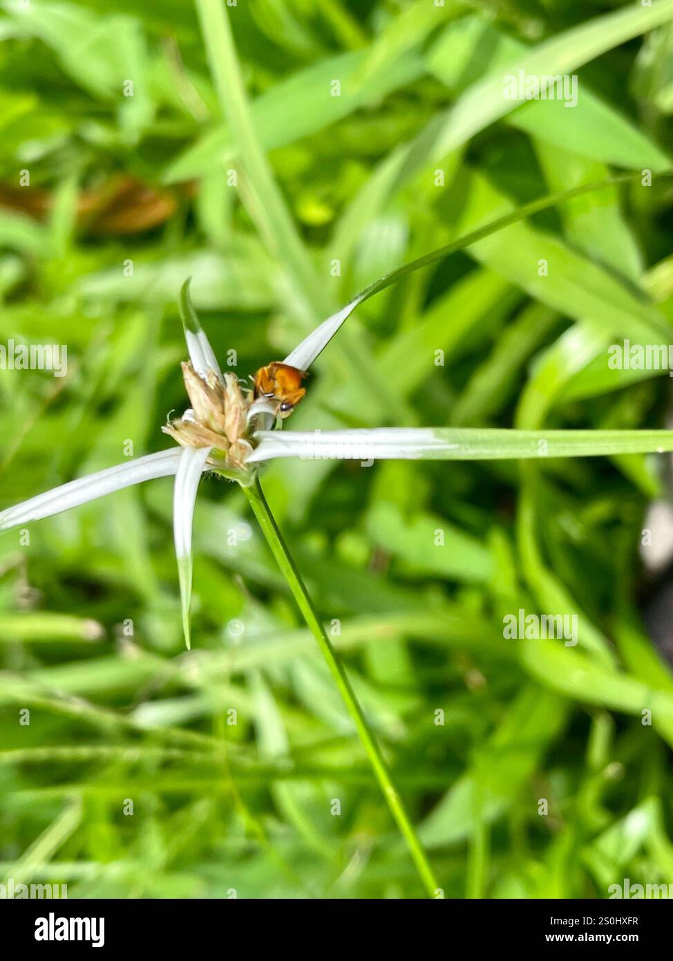 whitetop sedge (Rhynchospora colorata Stock Photo - Alamy