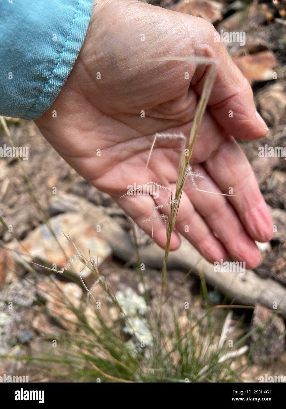 western needle grass (Eriocoma occidentalis occidentalis Stock Photo ...