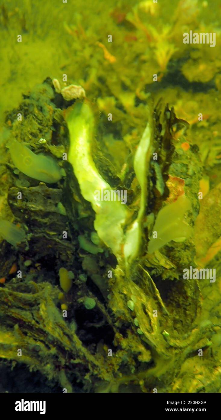 Pacific Oyster (Magallana gigas Stock Photo - Alamy