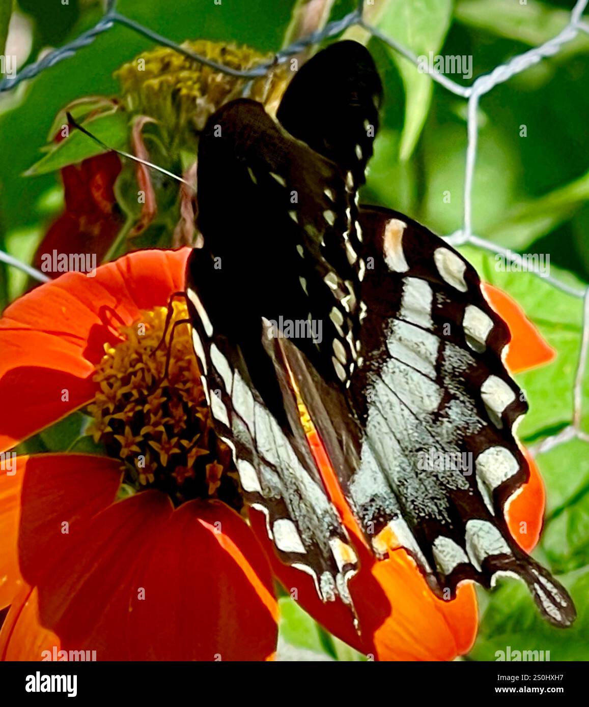 Spicebush Swallowtail (Papilio troilus Stock Photo - Alamy