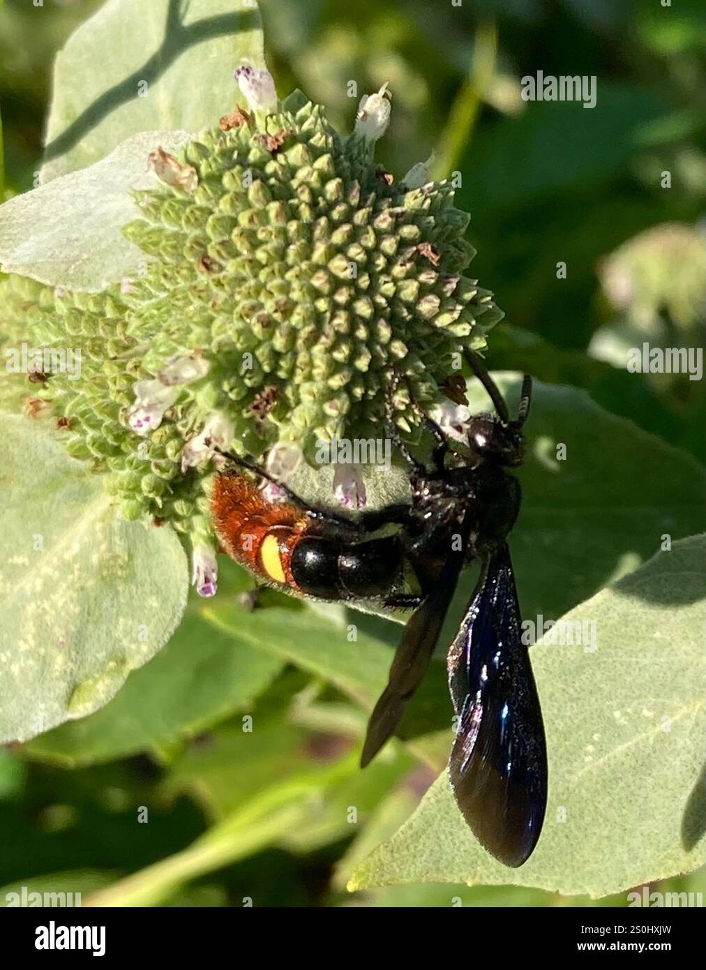 Blue-winged Scoliid Wasp (Scolia dubia Stock Photo - Alamy
