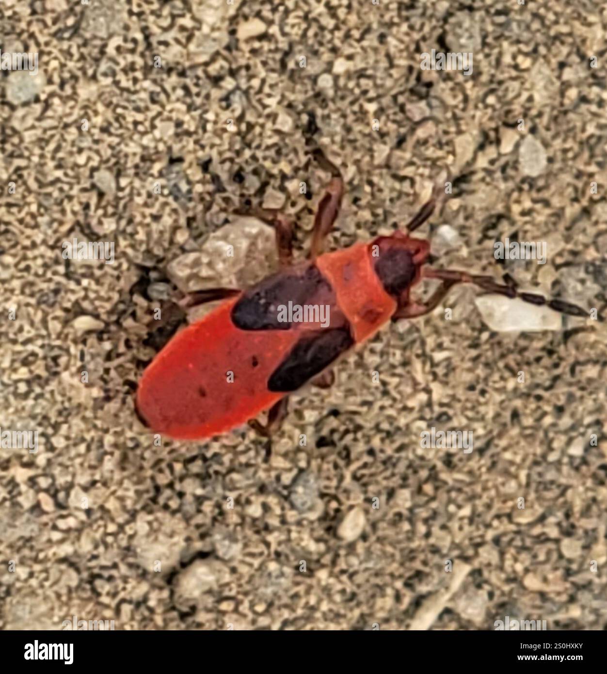 Mediterranean red bug (Scantius aegyptius Stock Photo - Alamy