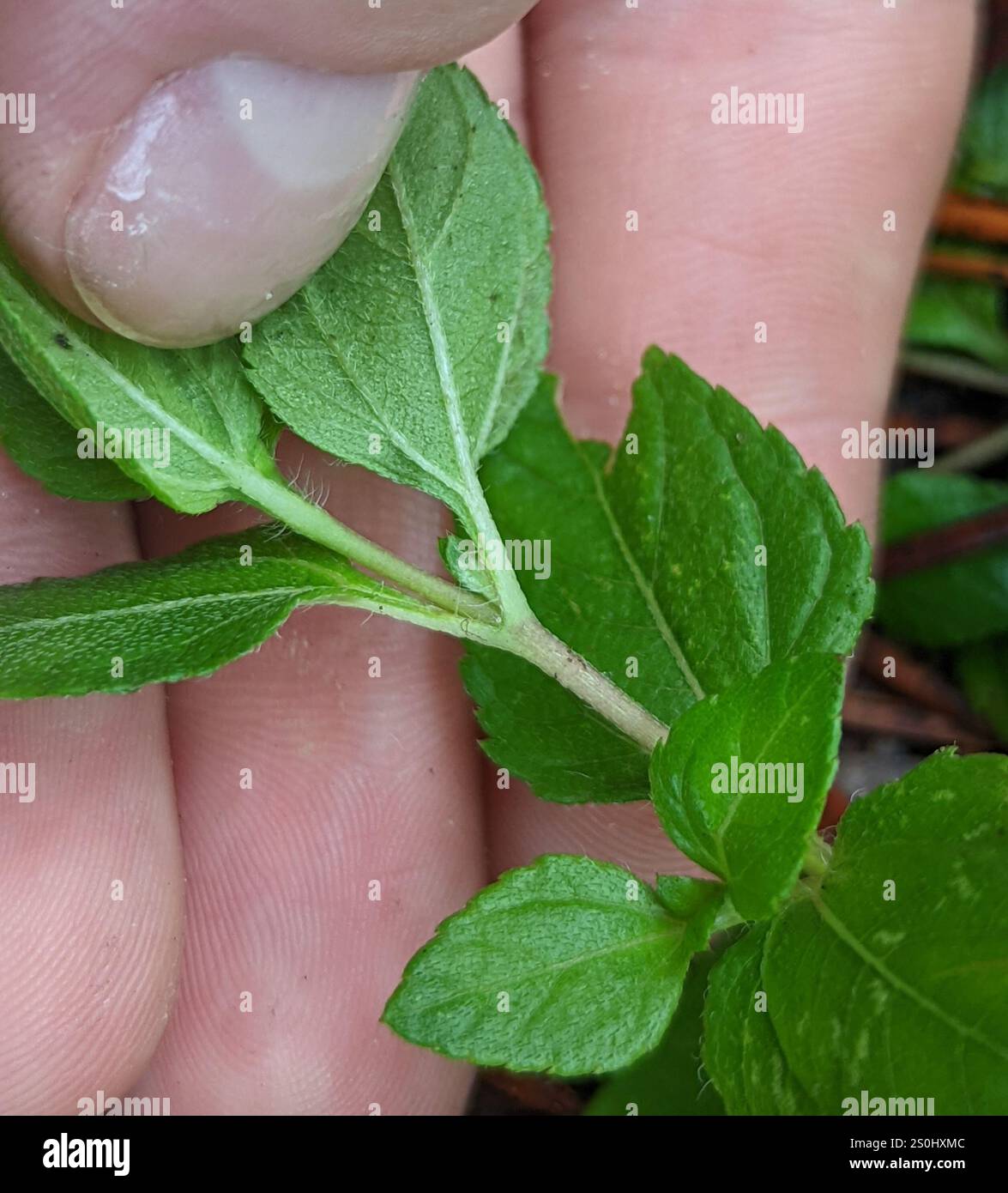 straggler daisy (Calyptocarpus vialis Stock Photo - Alamy