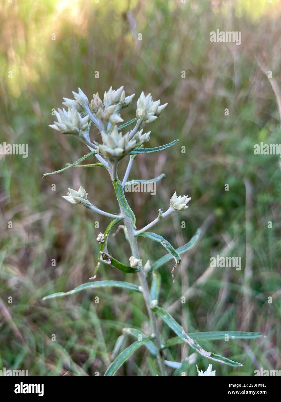 sweet everlasting (Pseudognaphalium obtusifolium Stock Photo - Alamy