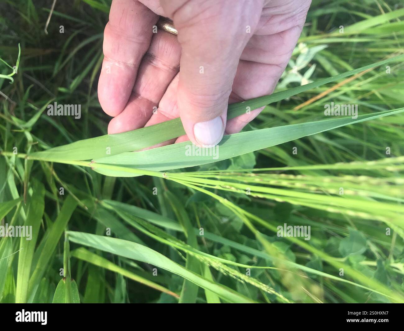 switchgrass (Panicum virgatum Stock Photo - Alamy