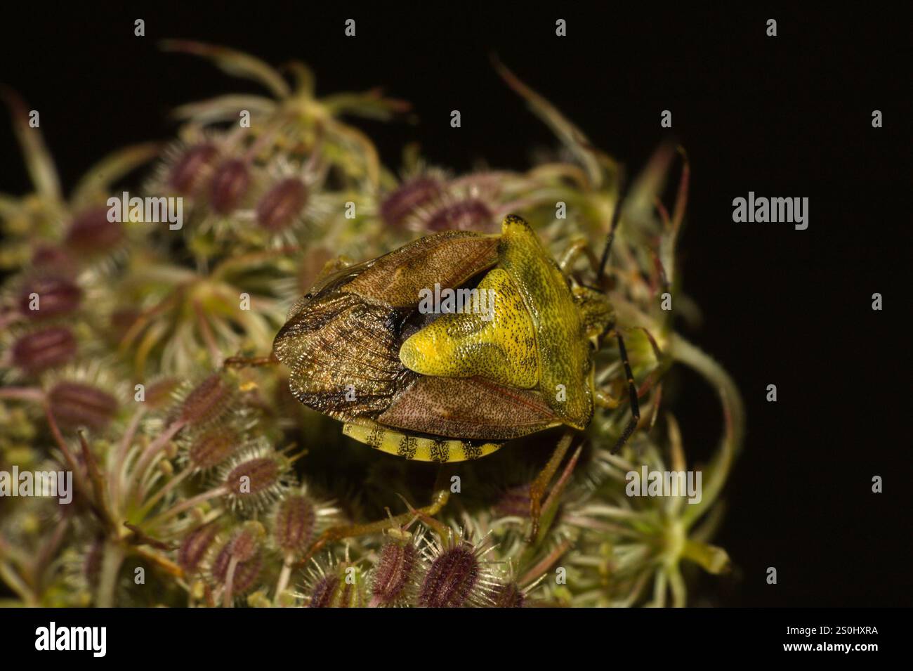Black-shouldered Shieldbug (Carpocoris purpureipennis Stock Photo - Alamy