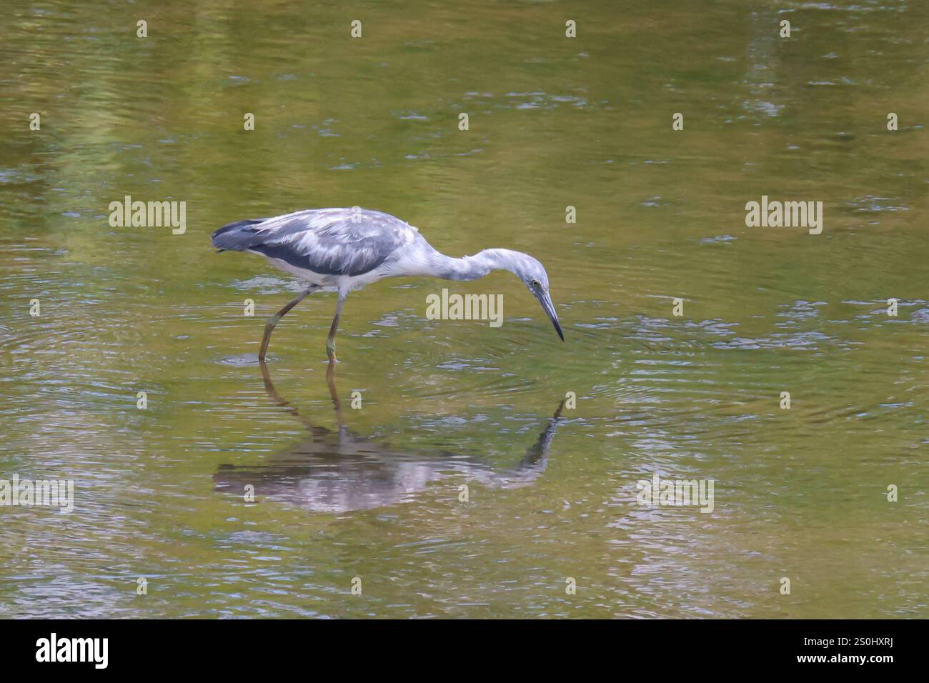 Little Blue Heron (Egretta caerulea Stock Photo - Alamy