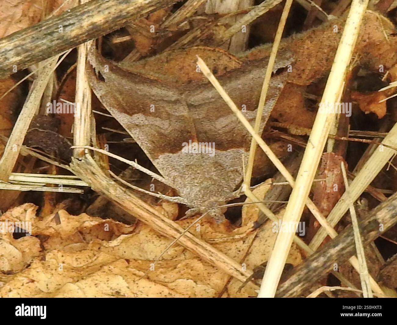 Clover Looper Moth (Caenurgina crassiuscula Stock Photo - Alamy