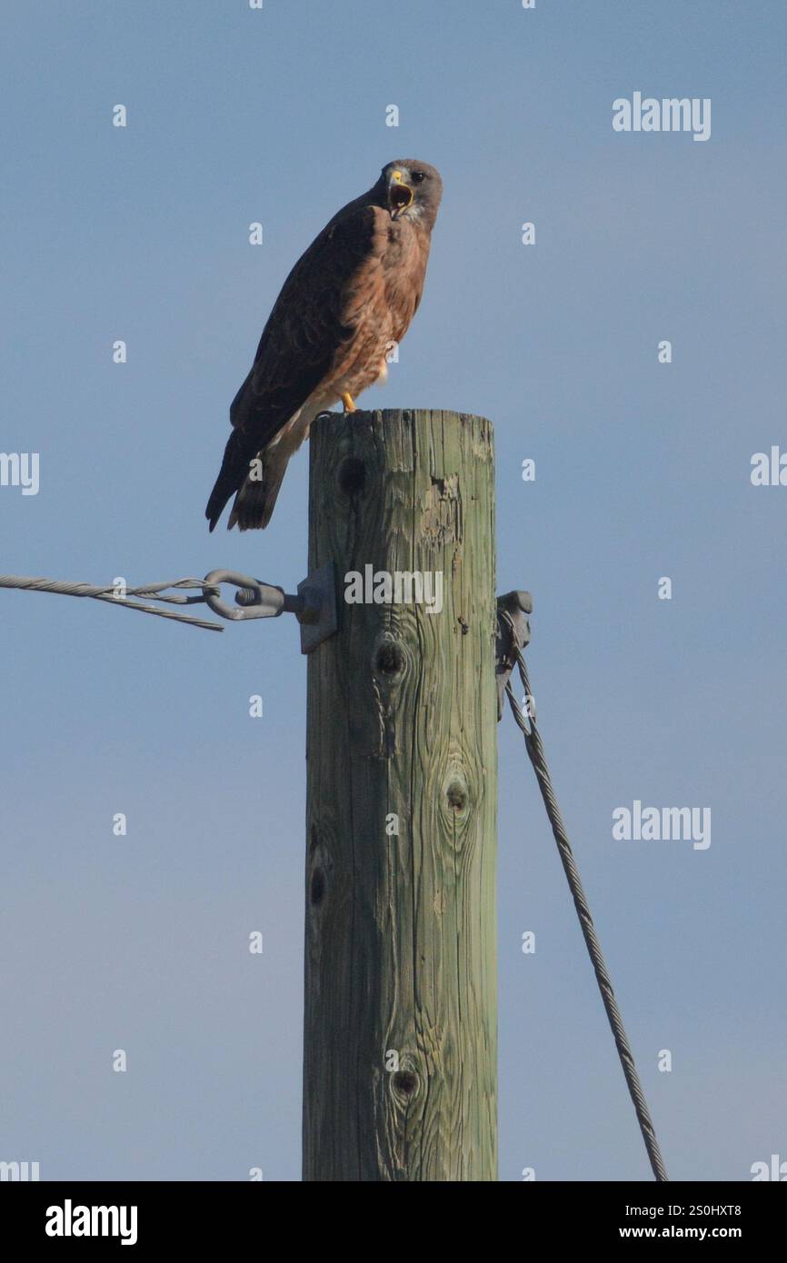 Swainson's Hawk (Buteo swainsoni Stock Photo - Alamy