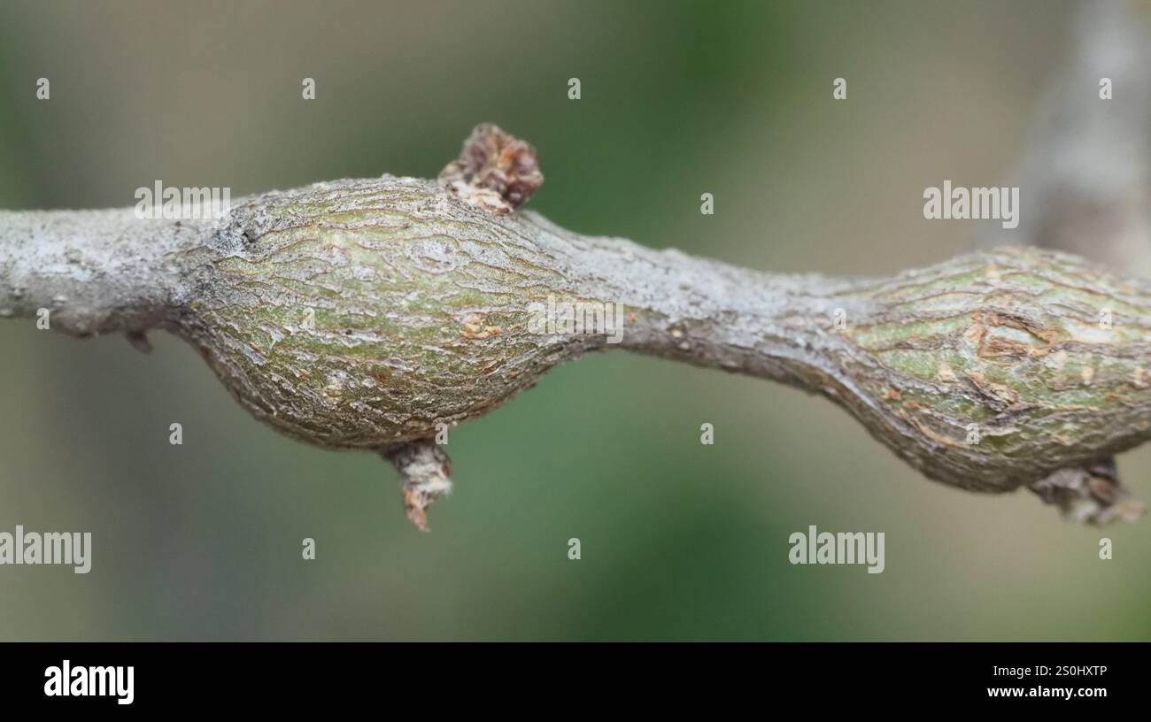 Southern Live Oak Stem Gall Wasp (Callirhytis quercusbatatoides Stock ...