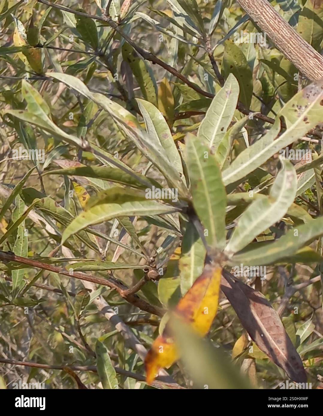 silver terminalia (Terminalia sericea Stock Photo - Alamy