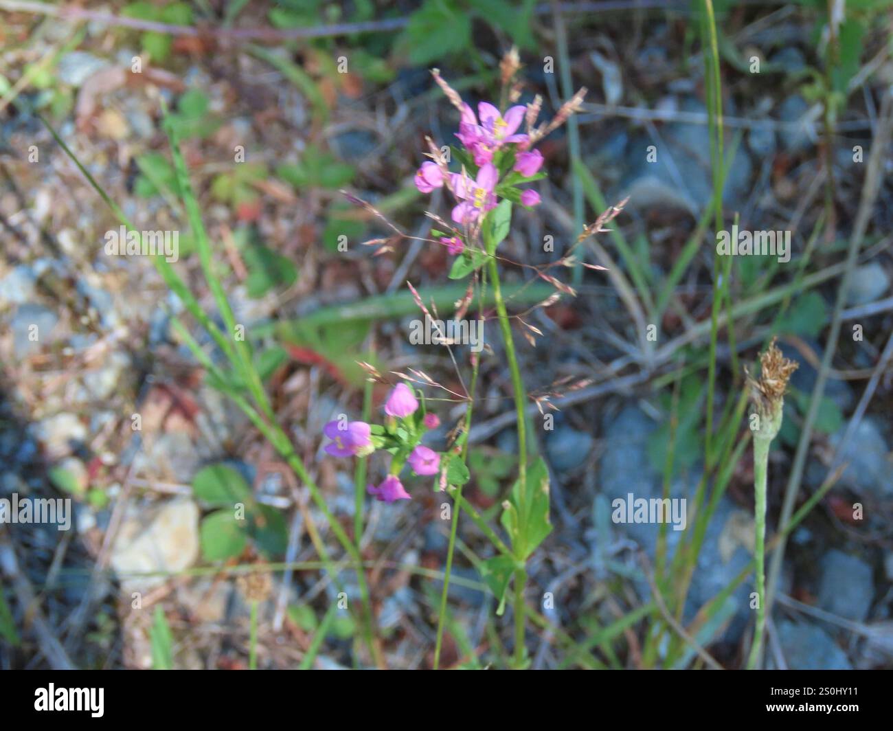 Common centaury (Centaurium erythraea Stock Photo - Alamy