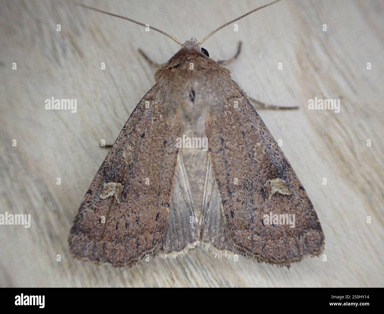 Square-spot Rustic (Xestia xanthographa Stock Photo - Alamy