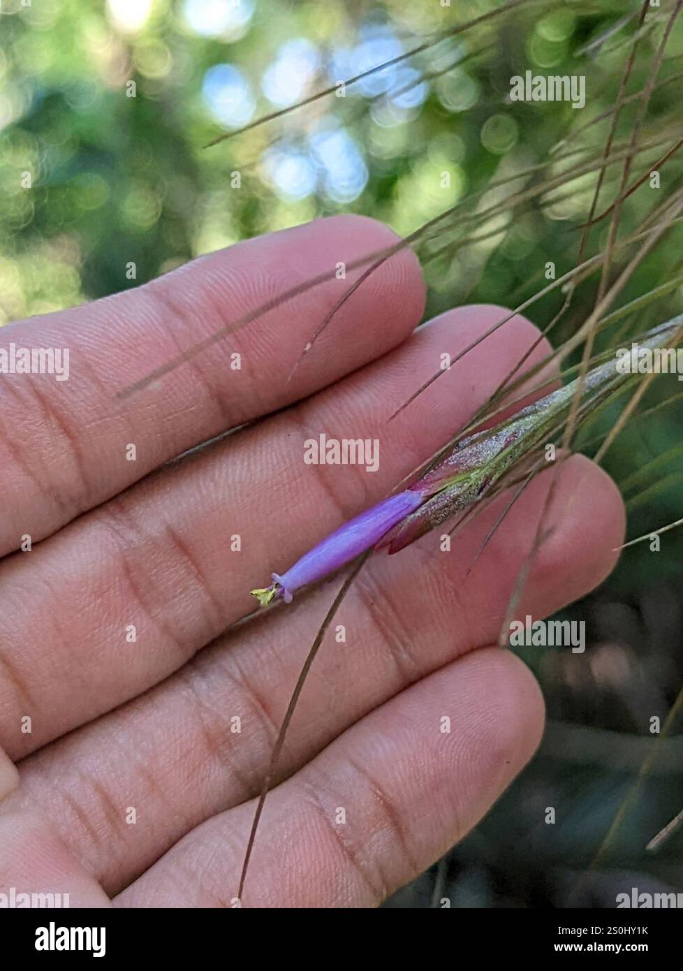 southern needleleaf airplant (Tillandsia setacea Stock Photo - Alamy