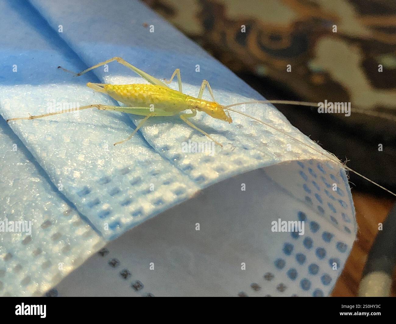 Common Tree Crickets (Oecanthus Stock Photo - Alamy