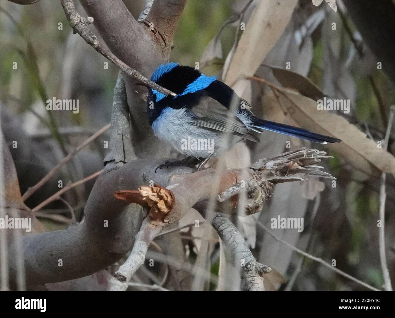 Superb Fairywren (Malurus cyaneus Stock Photo - Alamy