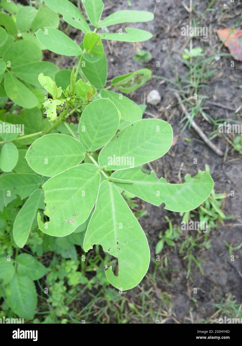 American Sicklepod (Senna obtusifolia Stock Photo - Alamy
