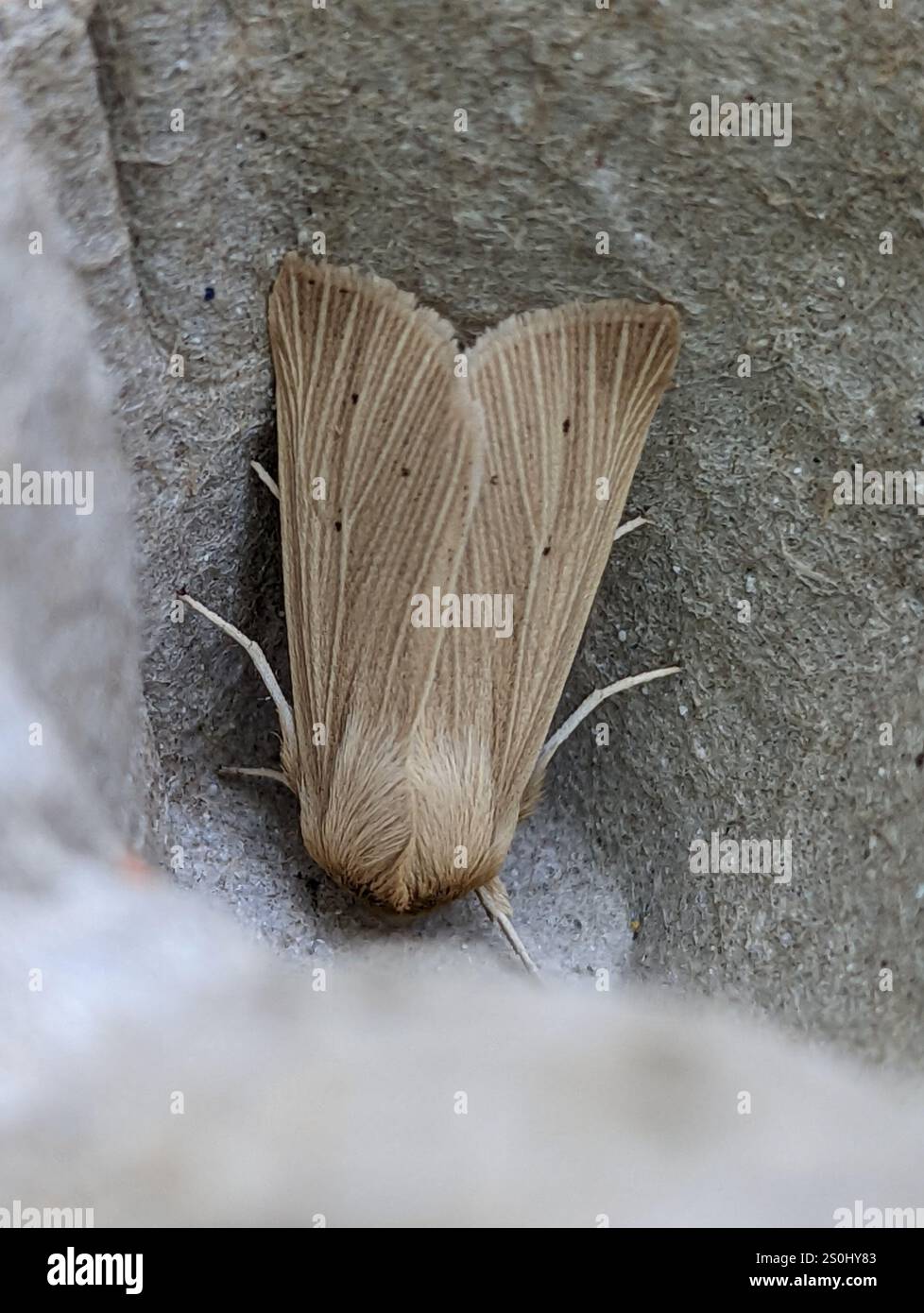 Common Wainscot (Mythimna pallens Stock Photo - Alamy