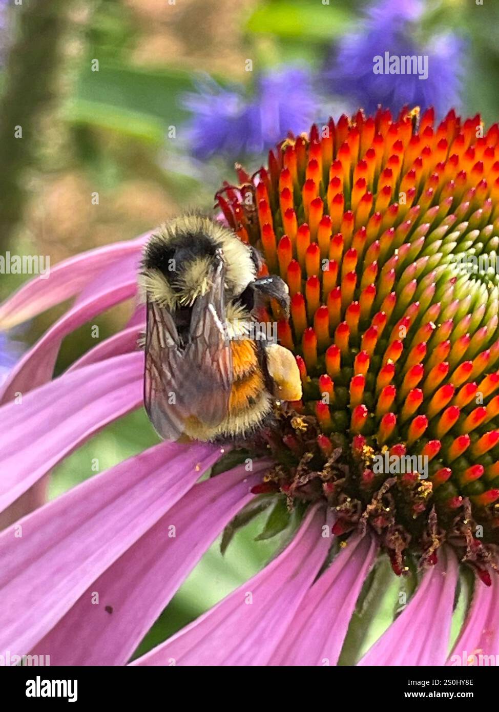Tricolored Bumble Bee (Bombus ternarius Stock Photo - Alamy