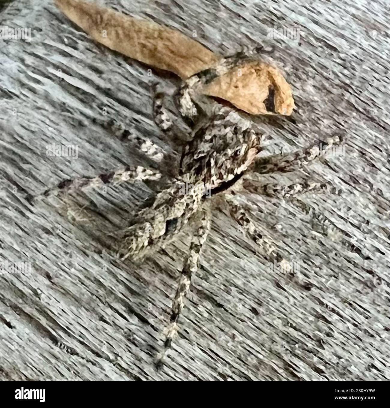 Tan Jumping Spider (Platycryptus undatus Stock Photo - Alamy