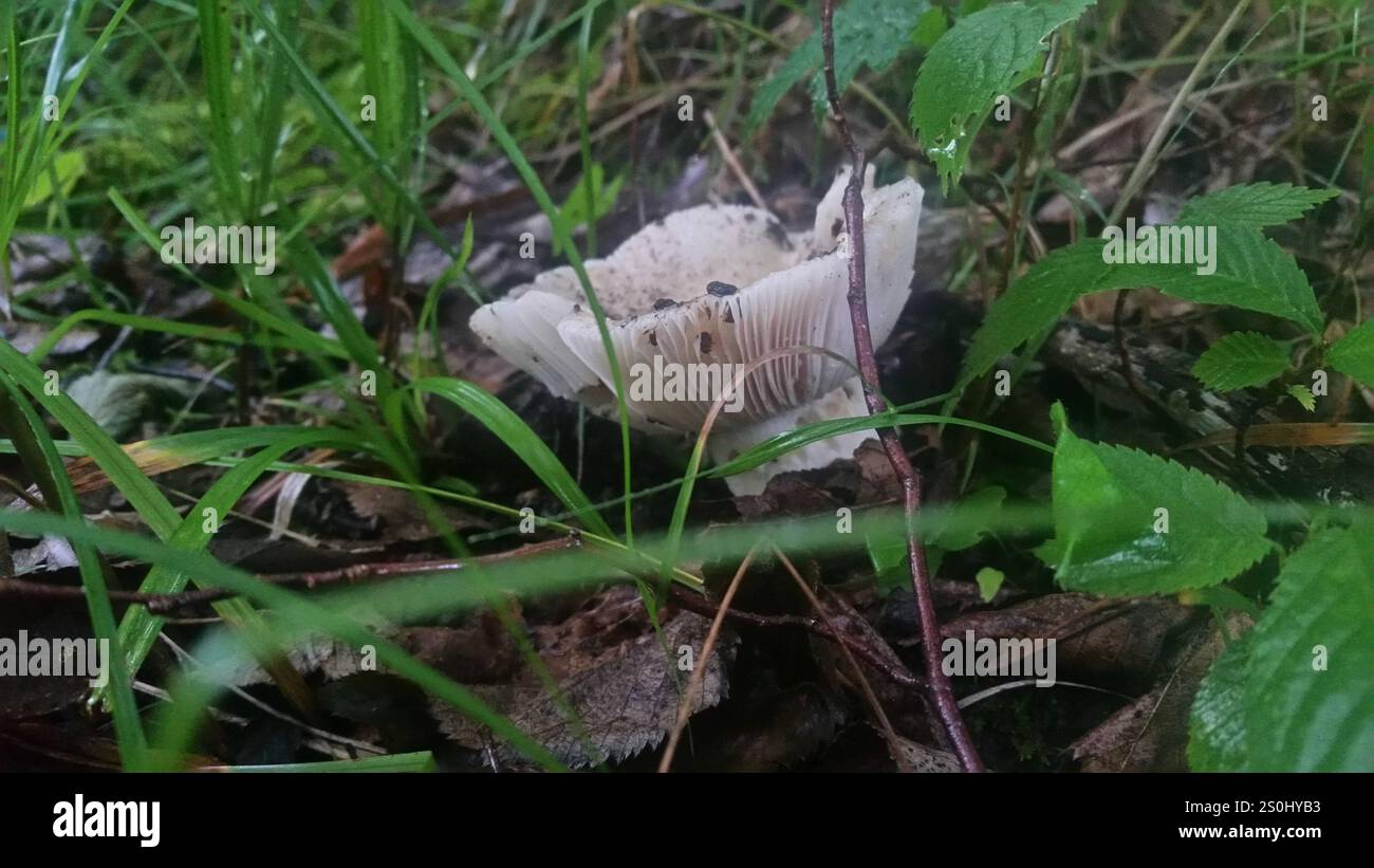 Short-stemmed Russula (Russula brevipes Stock Photo - Alamy
