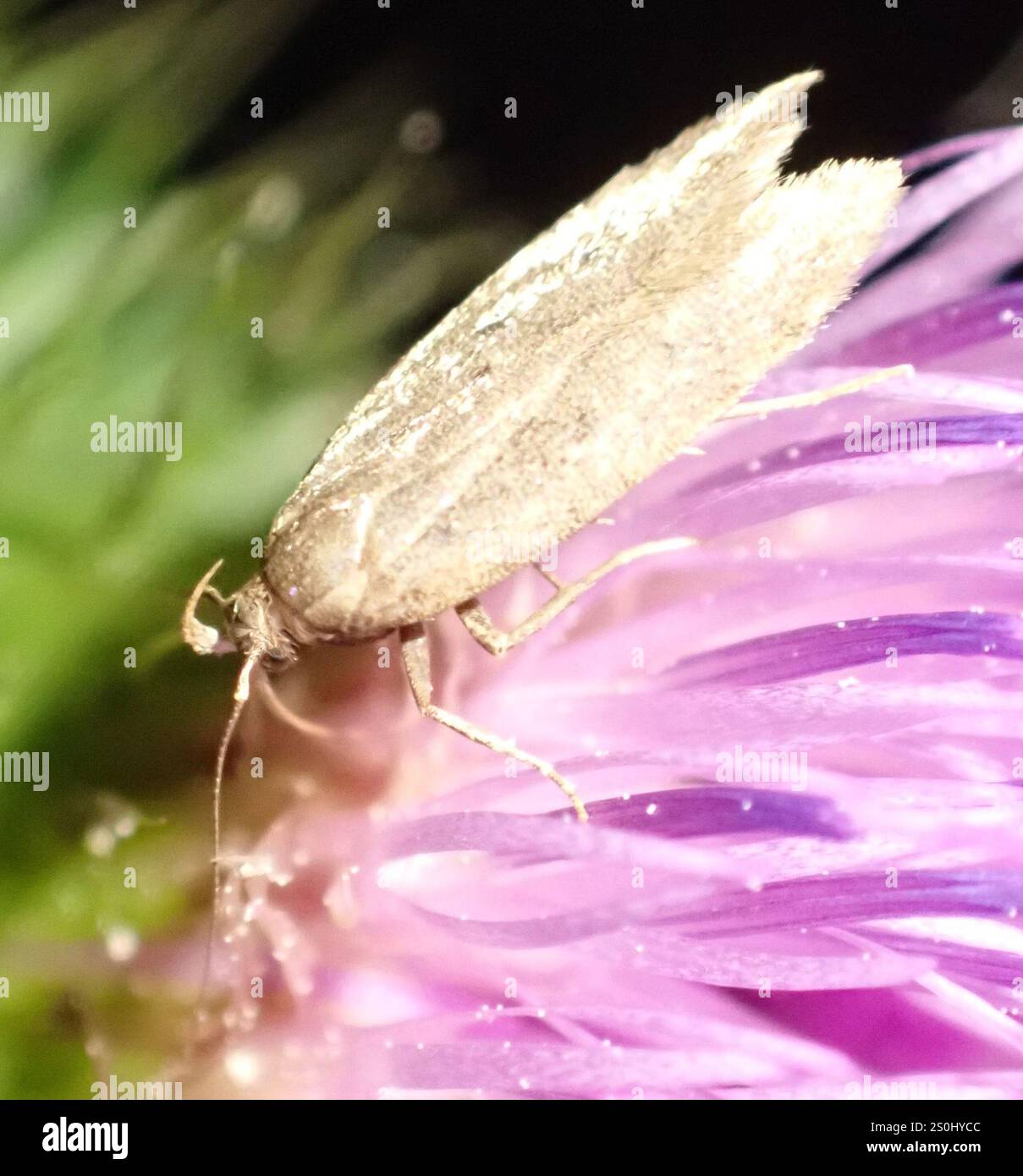 Curved-horn Moths (Gelechioidea Stock Photo - Alamy
