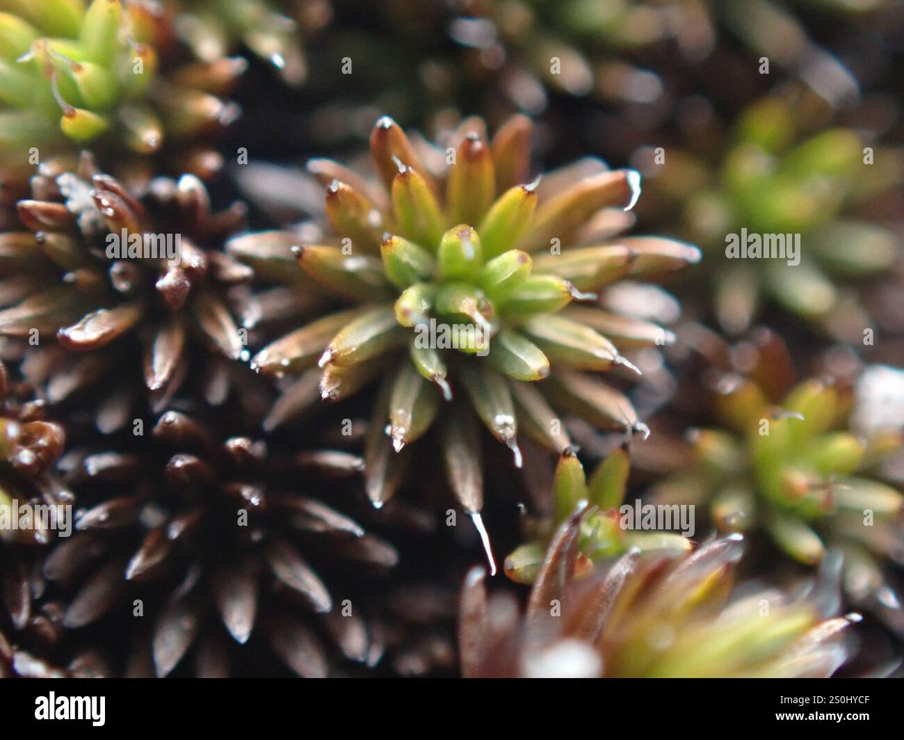 bristly haircap moss (Polytrichum piliferum Stock Photo - Alamy