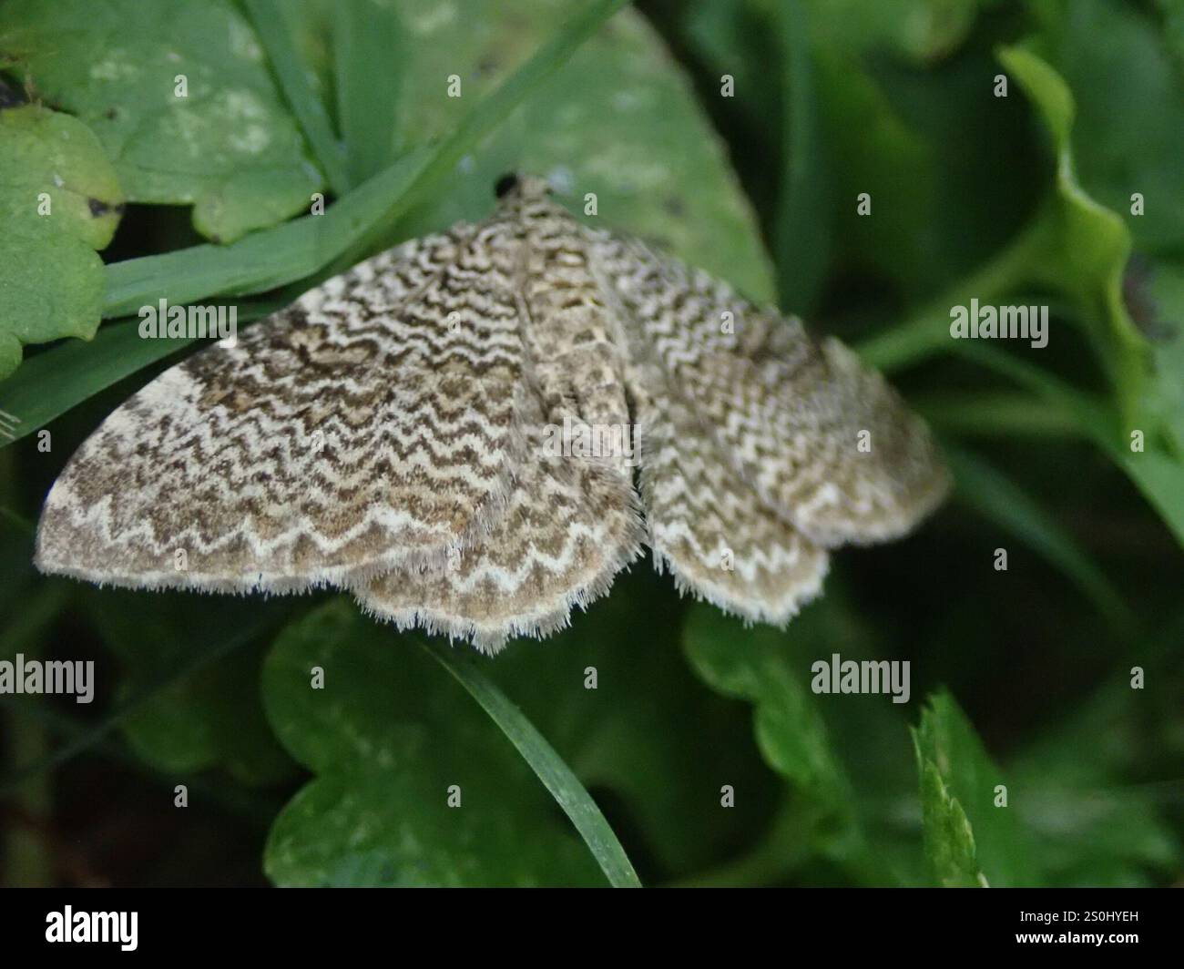 Cherry Scallop Shell Moth (Hydria prunivorata Stock Photo - Alamy